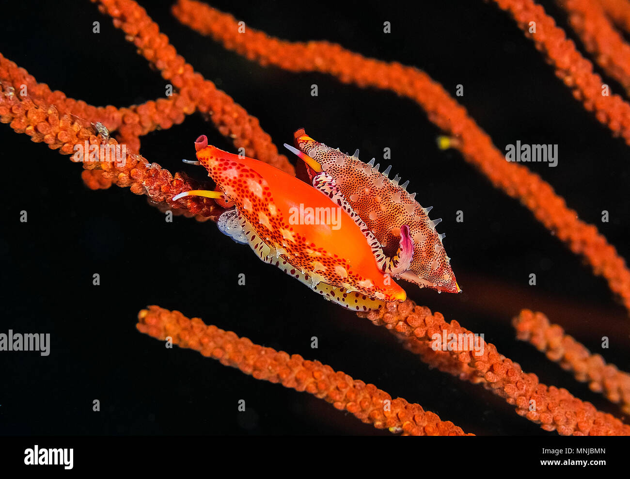 simnia snail, Delonovolua aequalis, pair, Anacapa Island, Channel ...