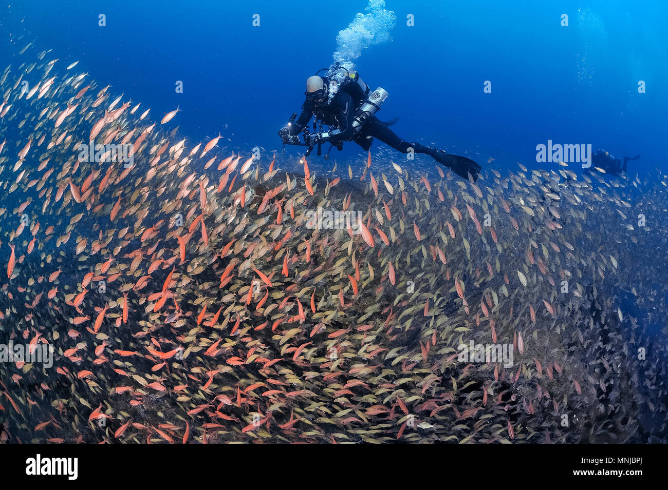 vermillion snapper, Rhomboplites aurorubens, other snappers, Lutjanidae ...
