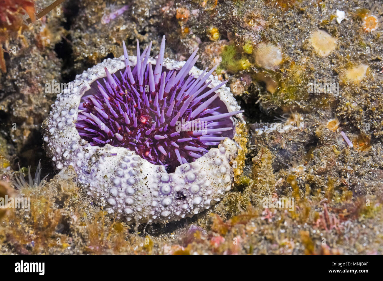 Sea Urchin Test