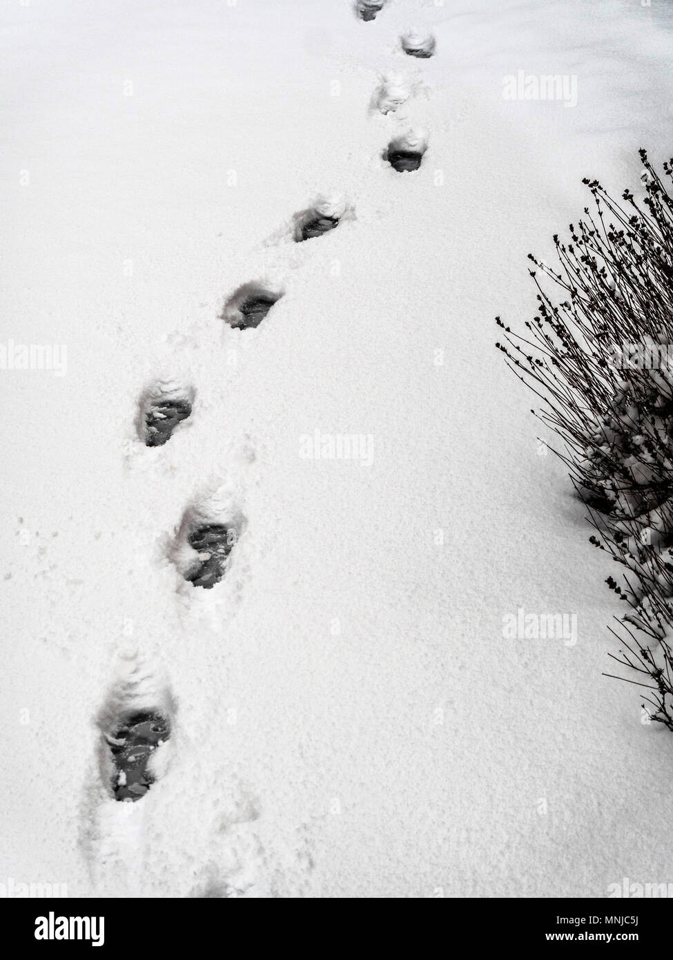 Footsteps snow hi-res stock photography and images - Alamy