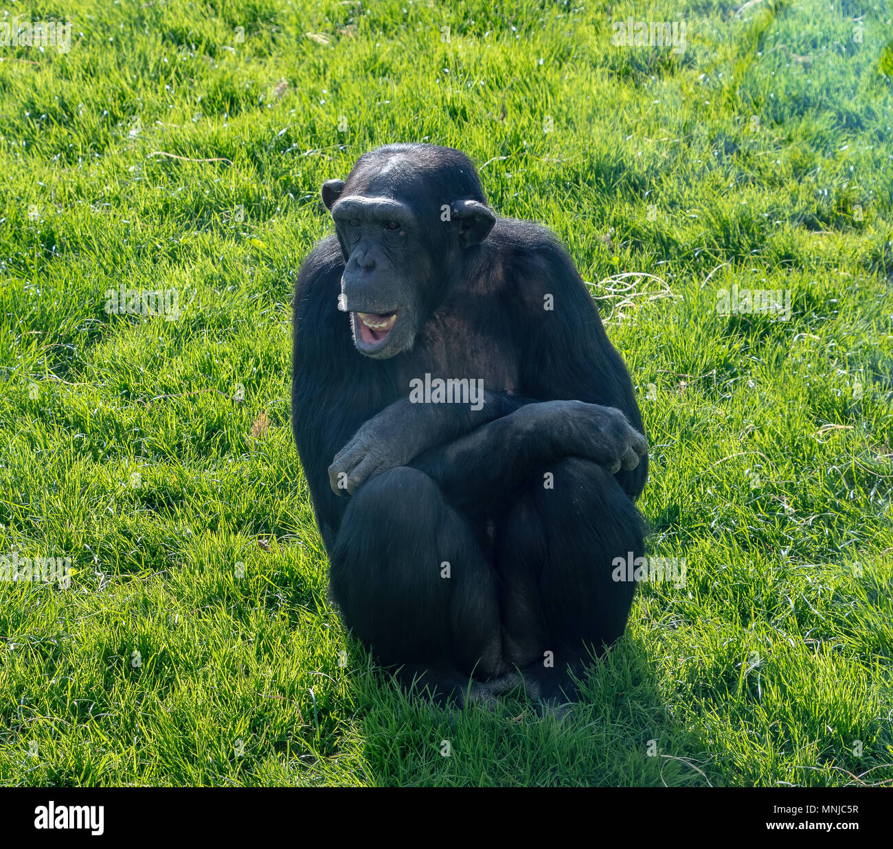 Chimpanzee sitting on some grass in the sun Stock Photo - Alamy