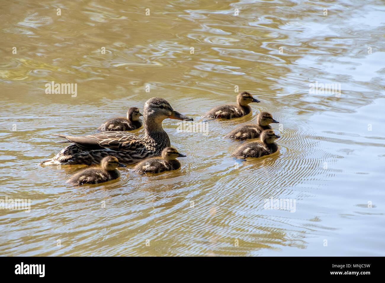 Female Mallard duck with her ducklings Stock Photo - Alamy