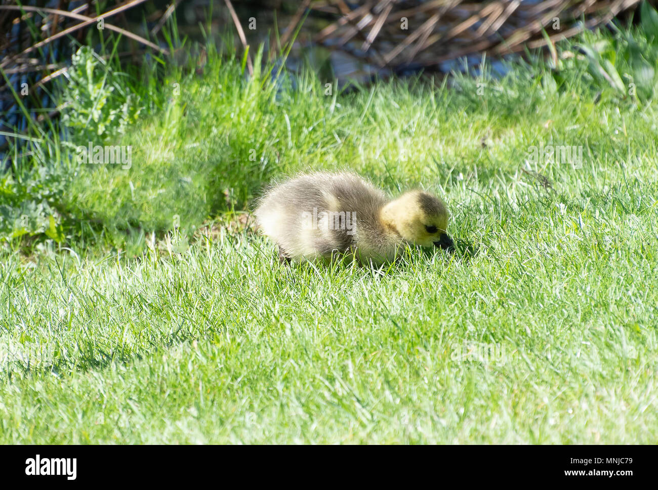 Baby gosling hi-res stock photography and images - Alamy