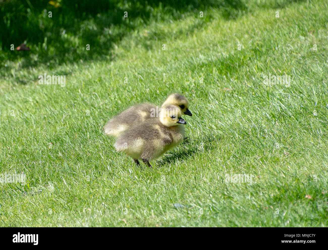 Baby gosling hi-res stock photography and images - Alamy