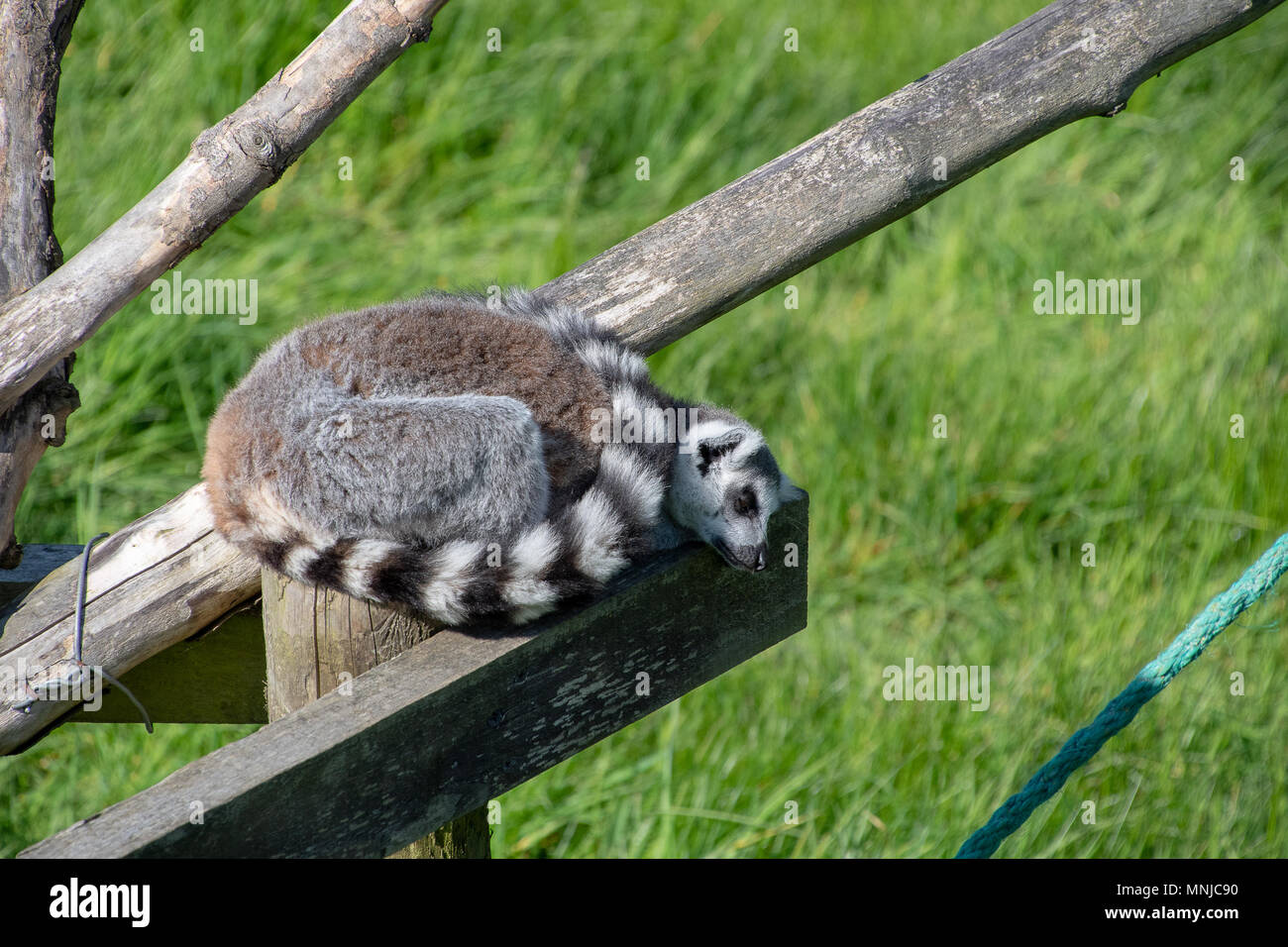 Ring tailed Lemur sleeping in the sun Stock Photo - Alamy