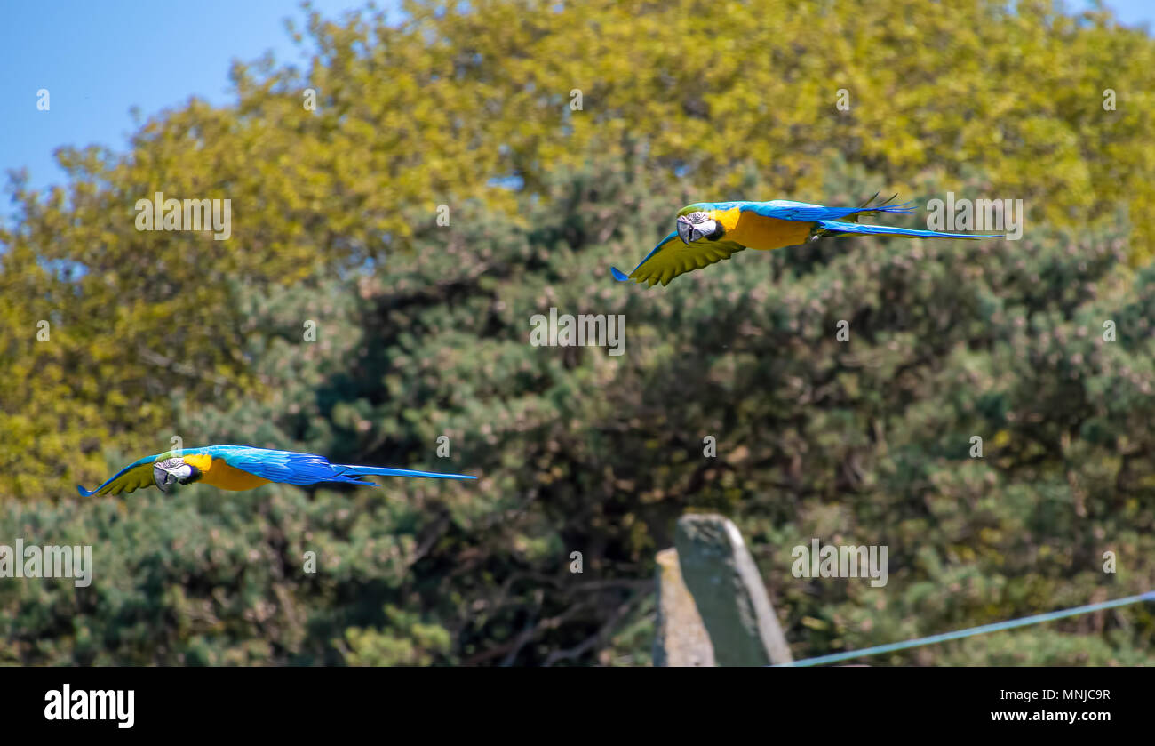 Blue and yellow macaws flying hi-res stock photography and images - Alamy