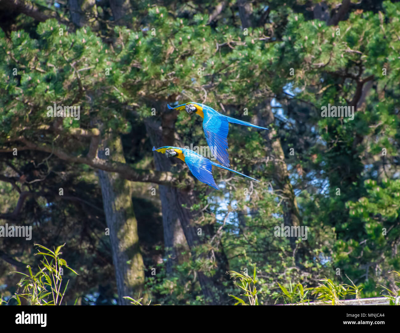 Blue and yellow macaws flying hi-res stock photography and images - Alamy