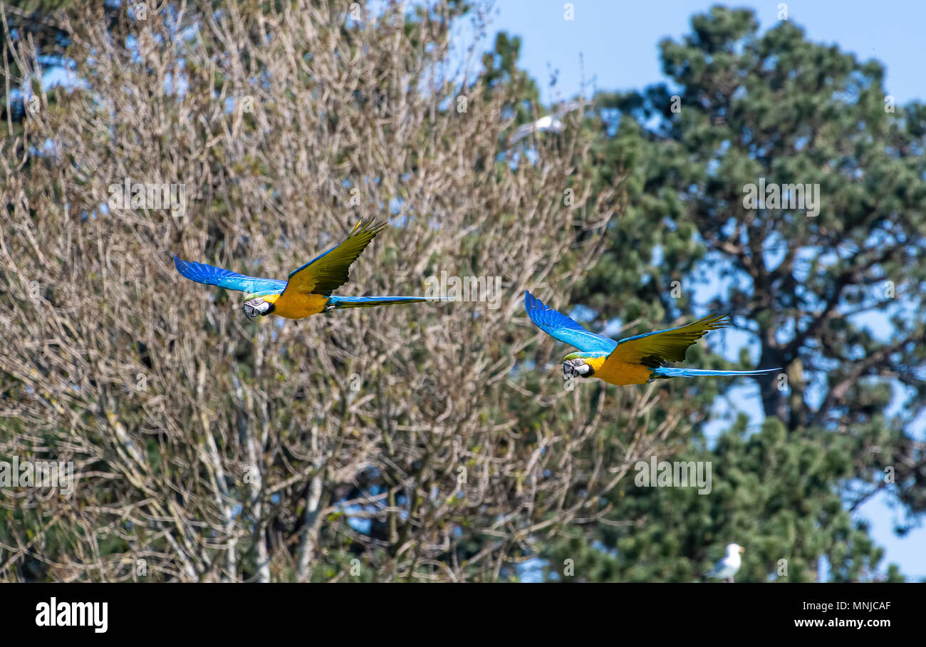 Blue and yellow Macaw's flying in the sun Stock Photo - Alamy