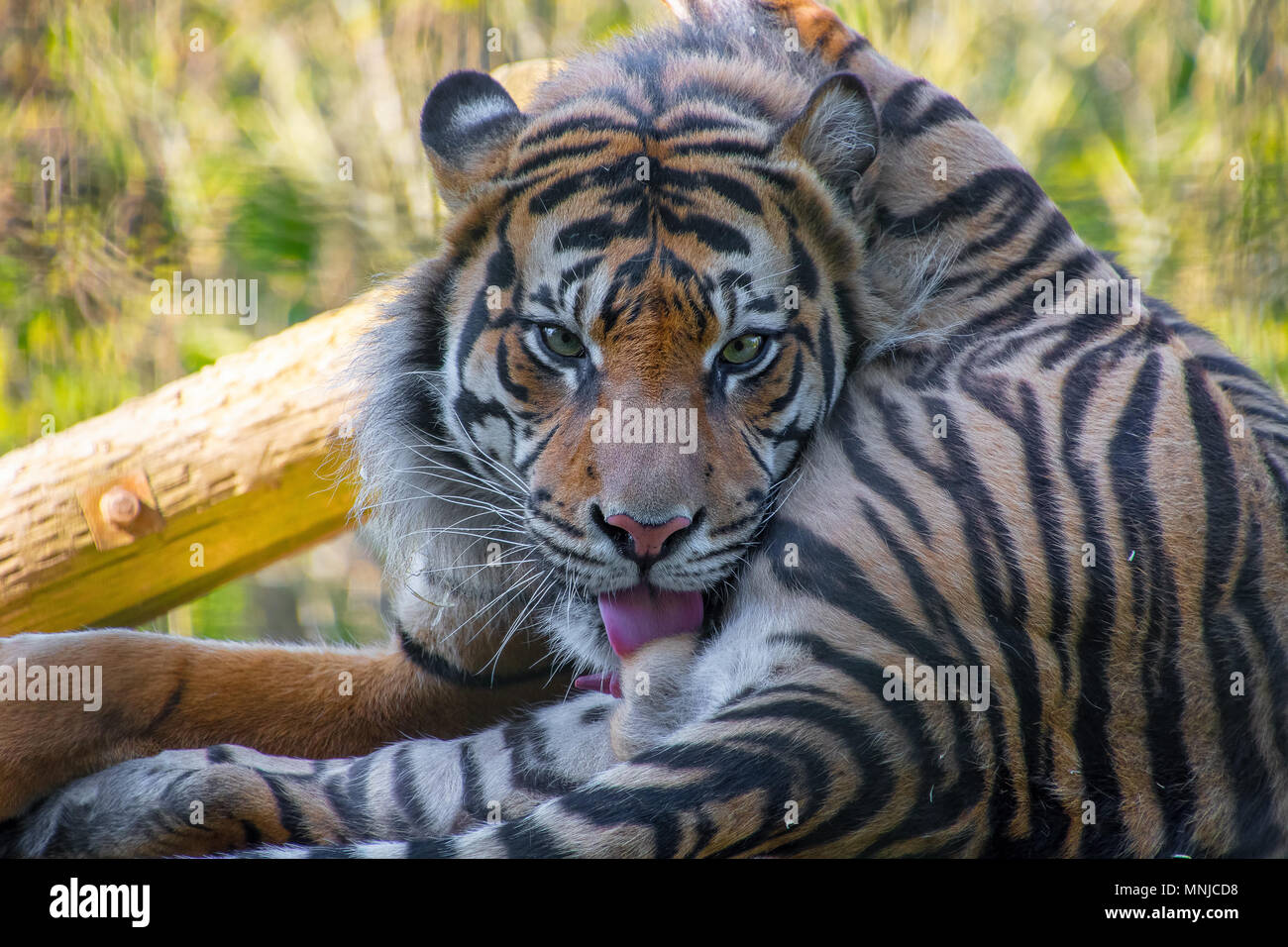 Tiger washing hi-res stock photography and images - Alamy