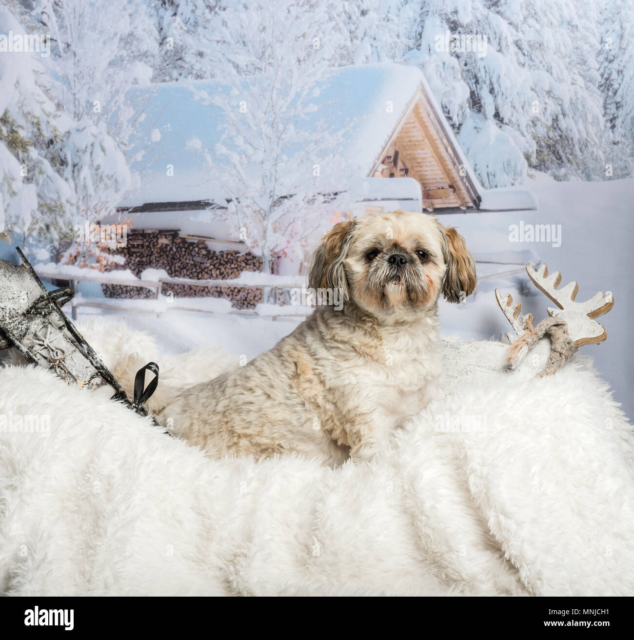 Fur rug hi-res stock photography and images - Alamy