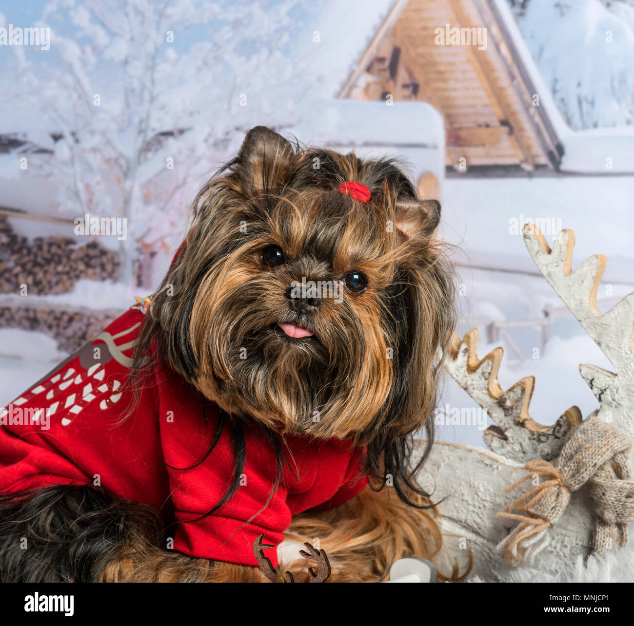 Portrait red yorkshire terrier hi-res stock photography and images - Alamy