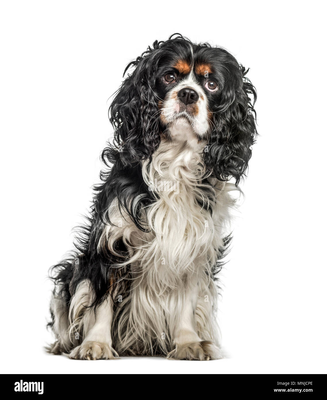 Cavalier King Charles Spaniel sitting against white background Stock ...