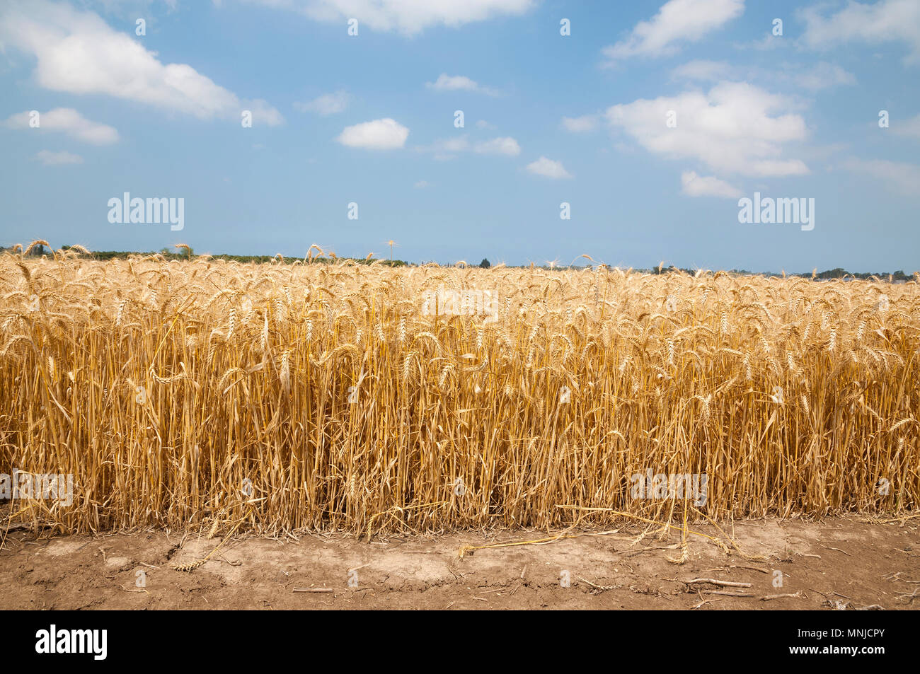 Chaff Wheat Stock Photos & Chaff Wheat Stock Images - Alamy