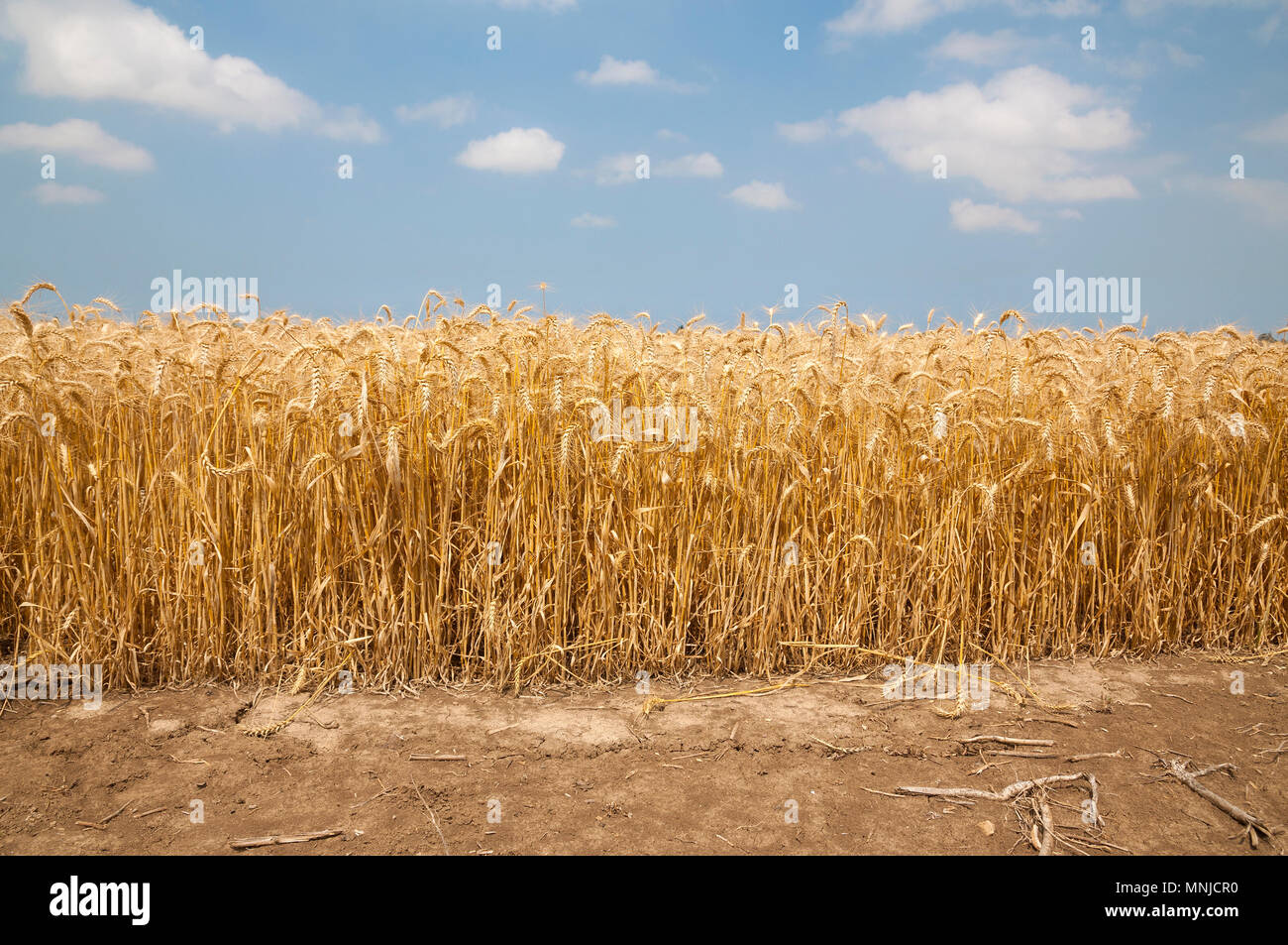 Grain grower in wheat field hi-res stock photography and images - Alamy