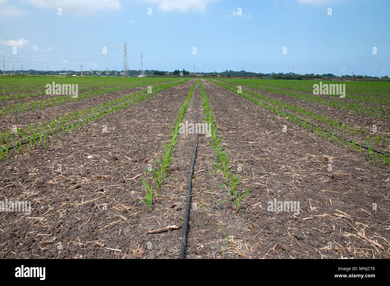 Dripping irrigation hi-res stock photography and images - Alamy