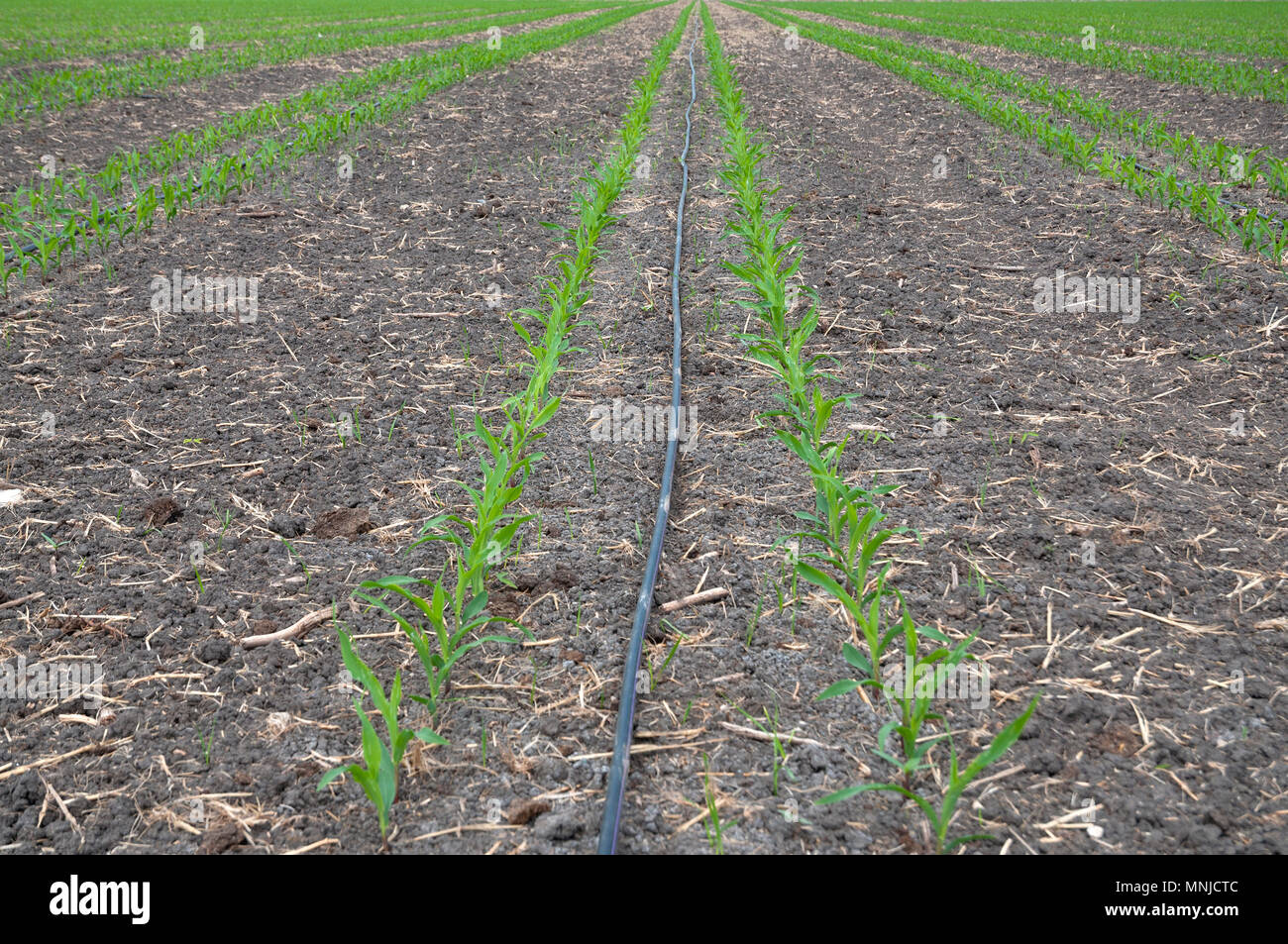 Dripping irrigation hi-res stock photography and images - Alamy