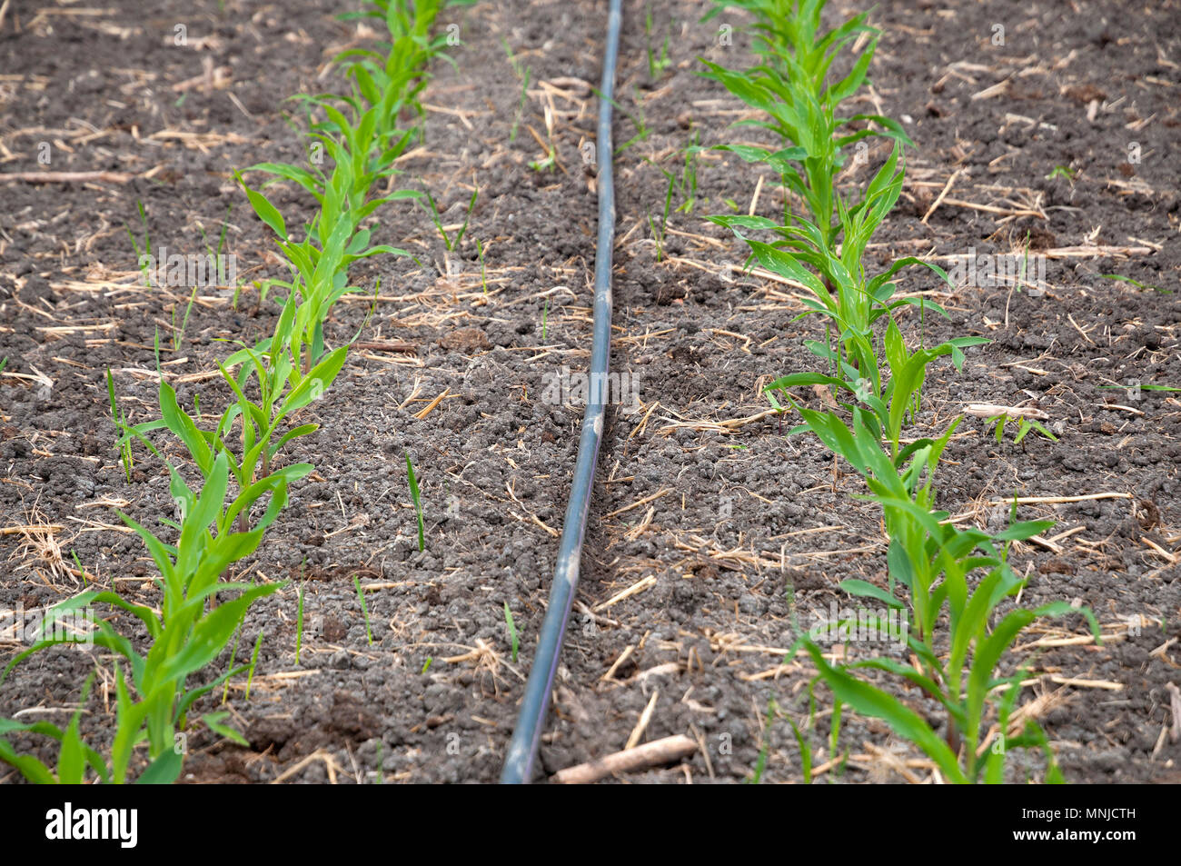 Irrigation in young corn field Stock Photo - Alamy