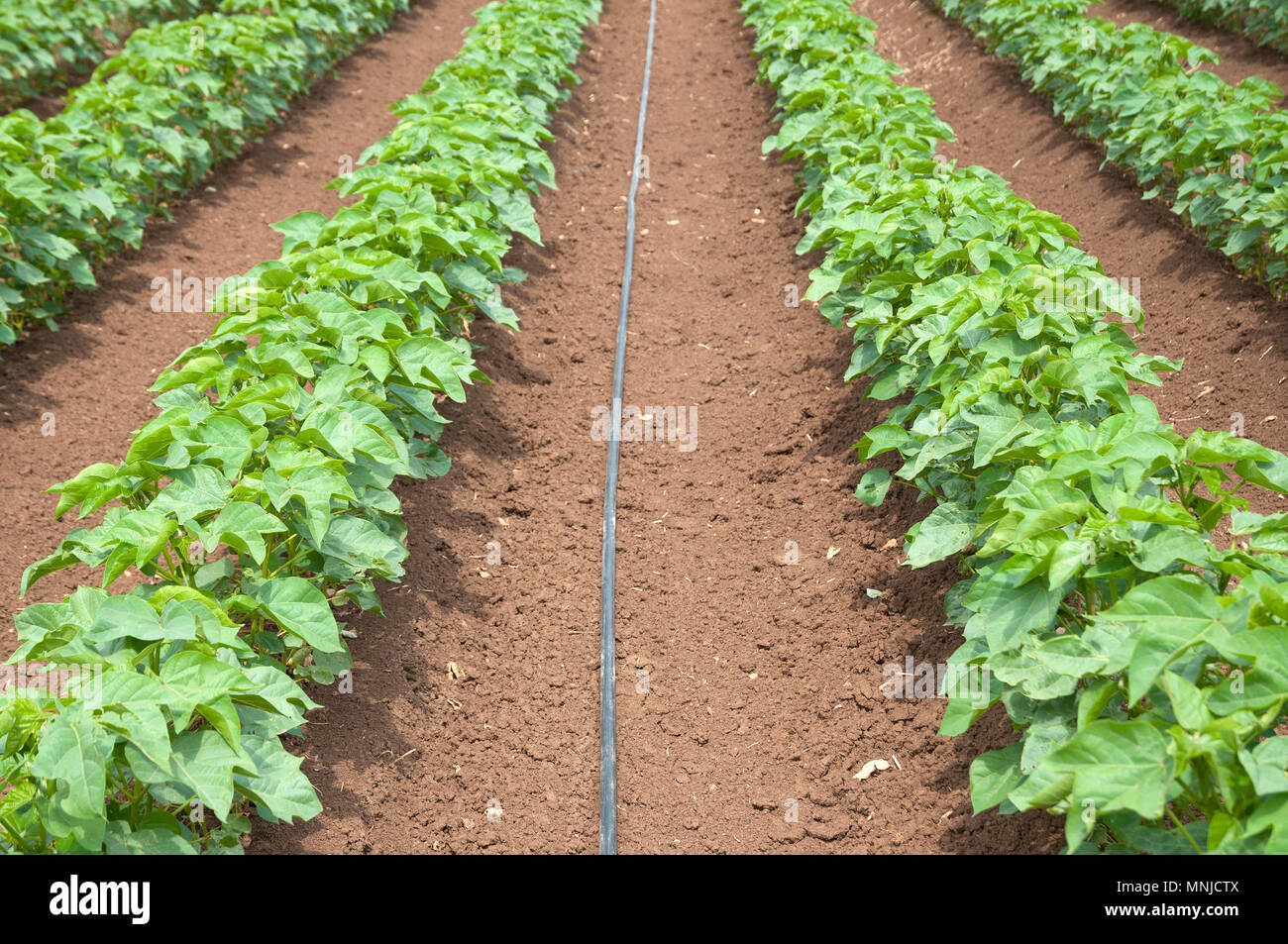 Irrigation in young cotton field Stock Photo - Alamy