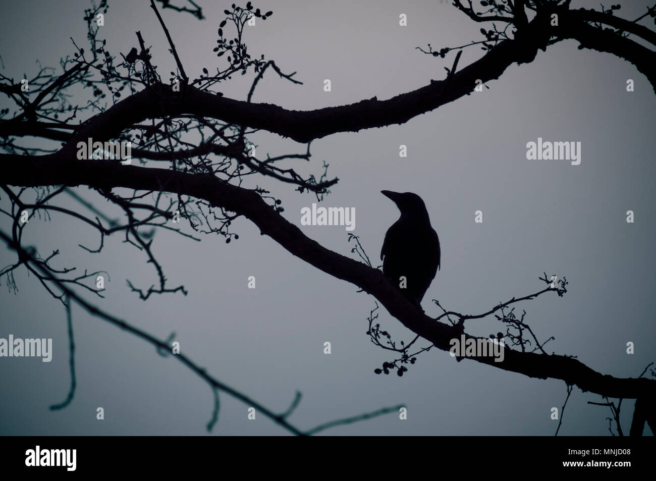 Silhouette of Crow in tree Stock Photo - Alamy