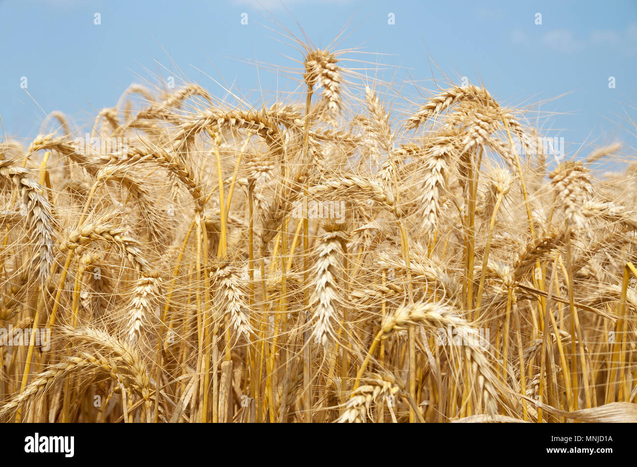 Gold Wheat fields Stock Photo - Alamy