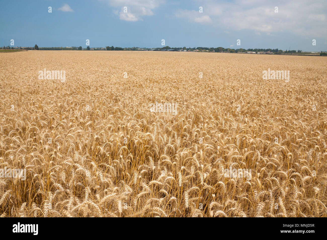 Gold Wheat fields Stock Photo - Alamy