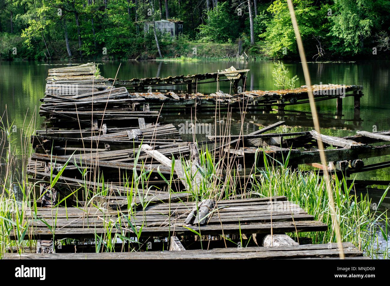 A winding wooden bridge in the forest. A forest path leading across a ...
