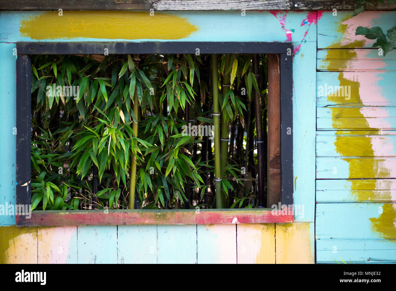 Window cut in planks wooden painted wall with the view of nature green ...