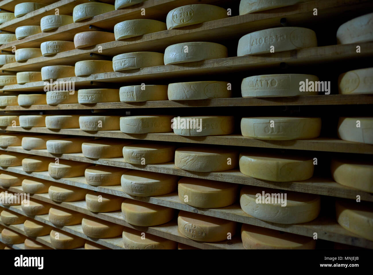 Close up of Bettelmatt cheese blocks made in higher Ossola Valley ...