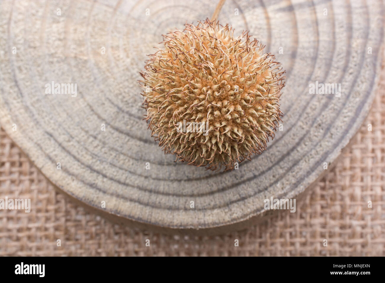 Pod, cone or capsule on a background Stock Photo - Alamy