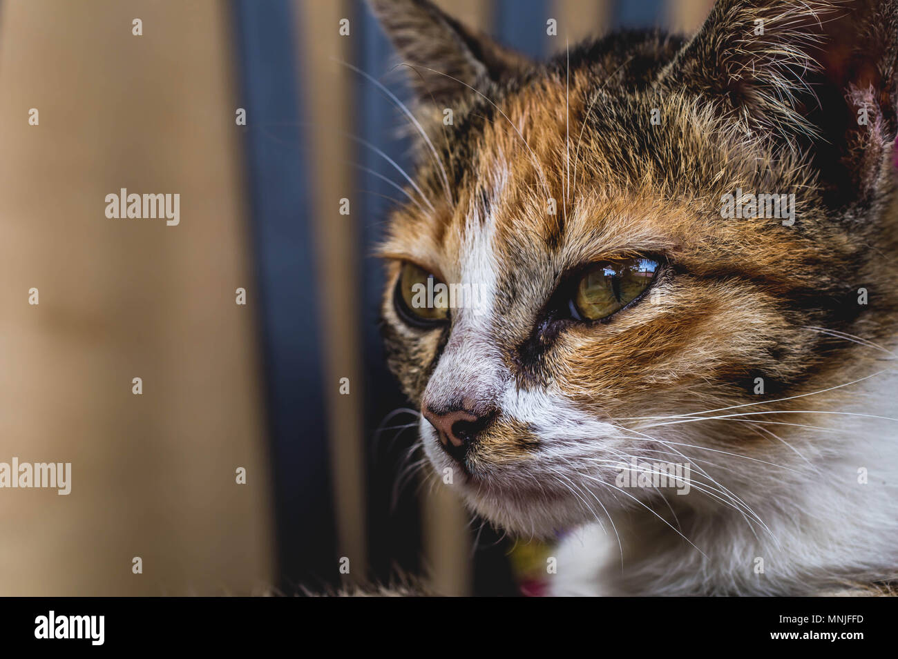 cute calico three color cat posing Stock Photo - Alamy