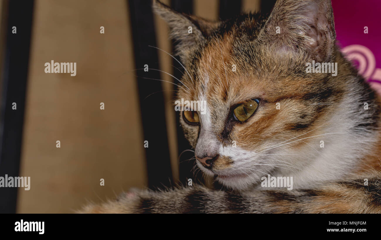cute calico three color cat posing Stock Photo - Alamy