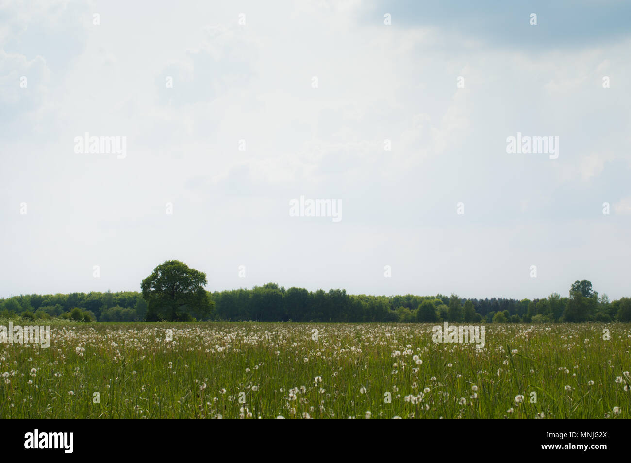 Blowing wildlife hi-res stock photography and images - Alamy