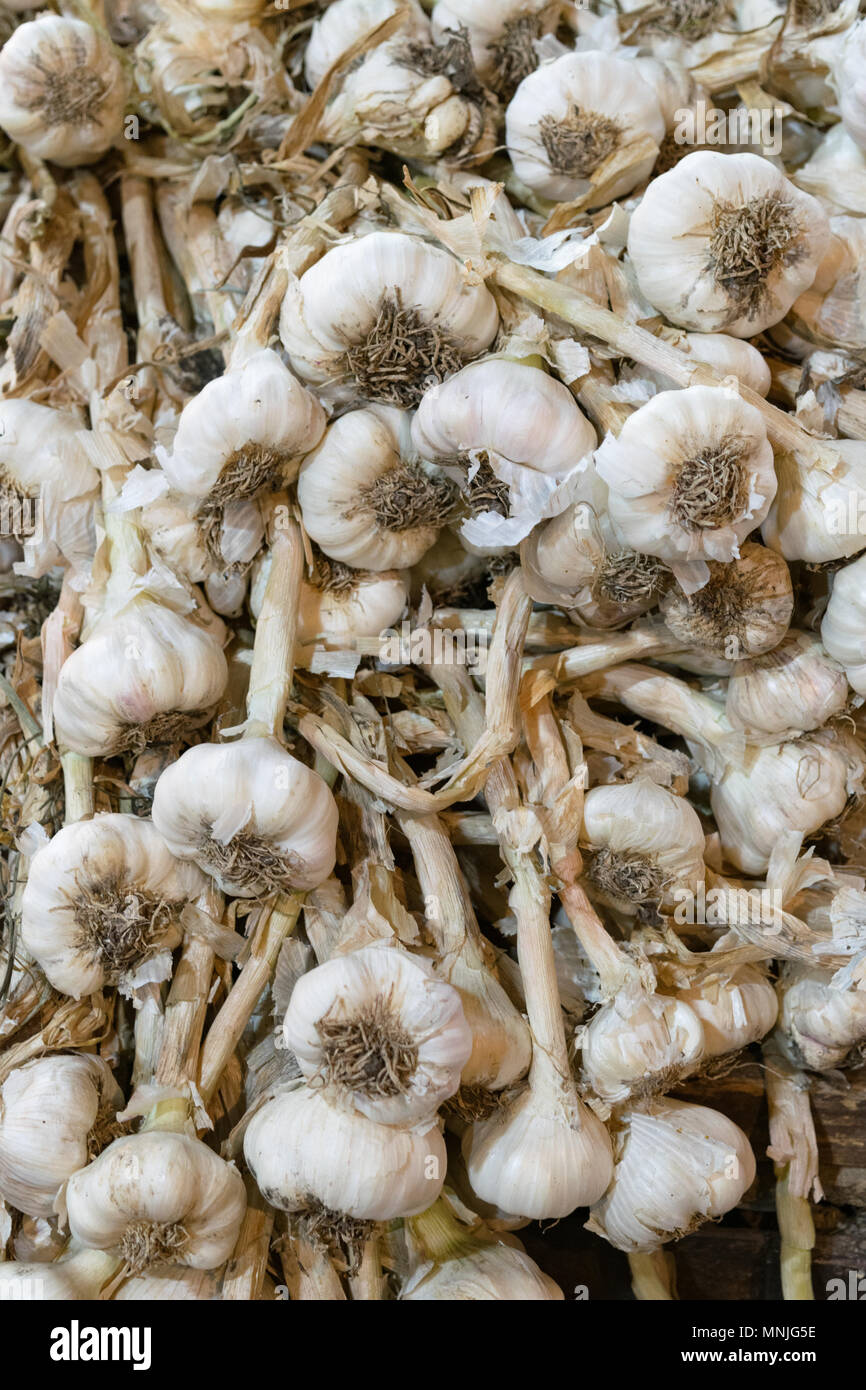many organic garlic sales on the market Stock Photo - Alamy