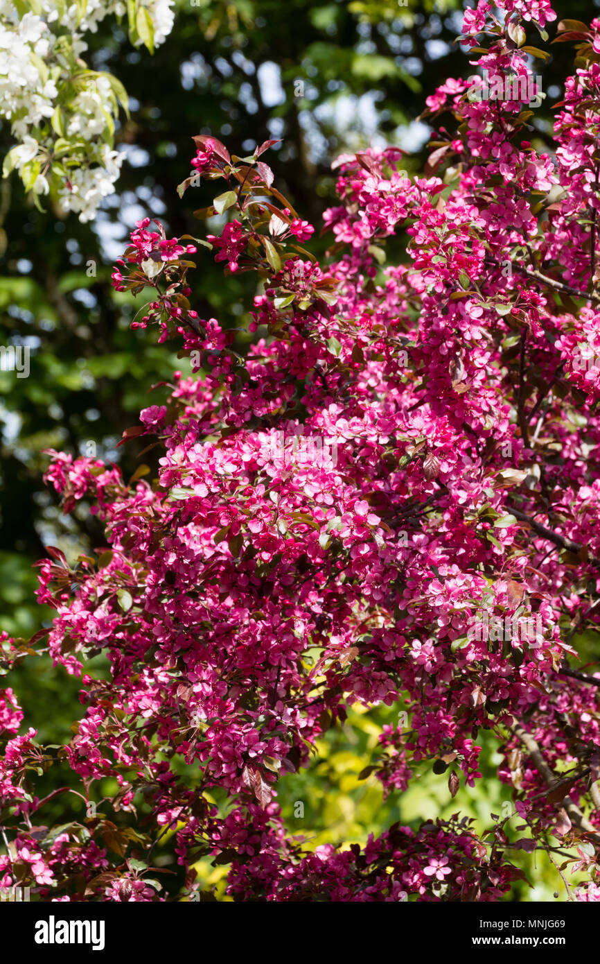 Spring flowers of the deep pink / red crab apple, Malus toringo ...