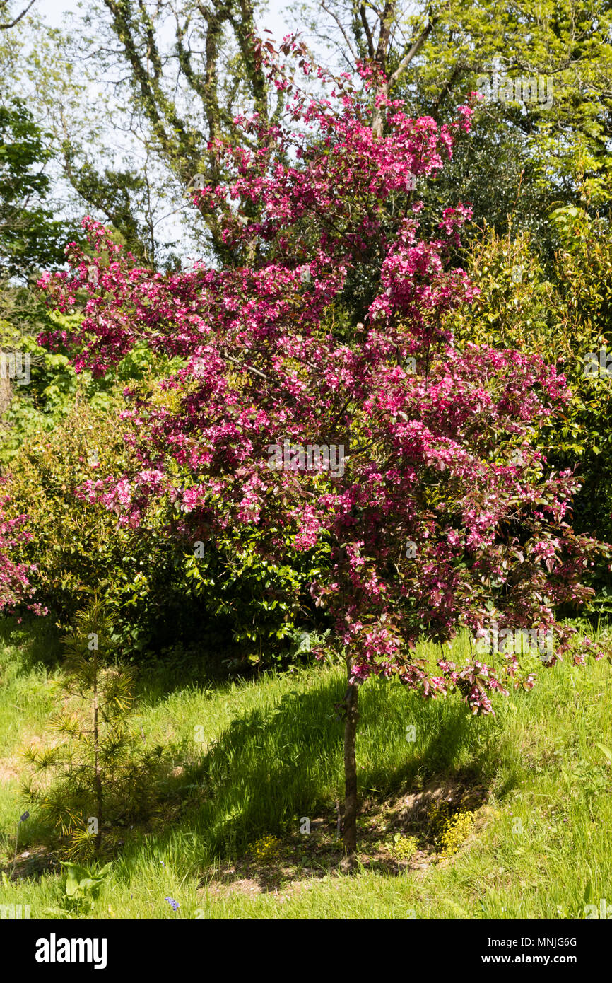 Spring flowers adorn a young specimen of the deep pink / red crab apple ...