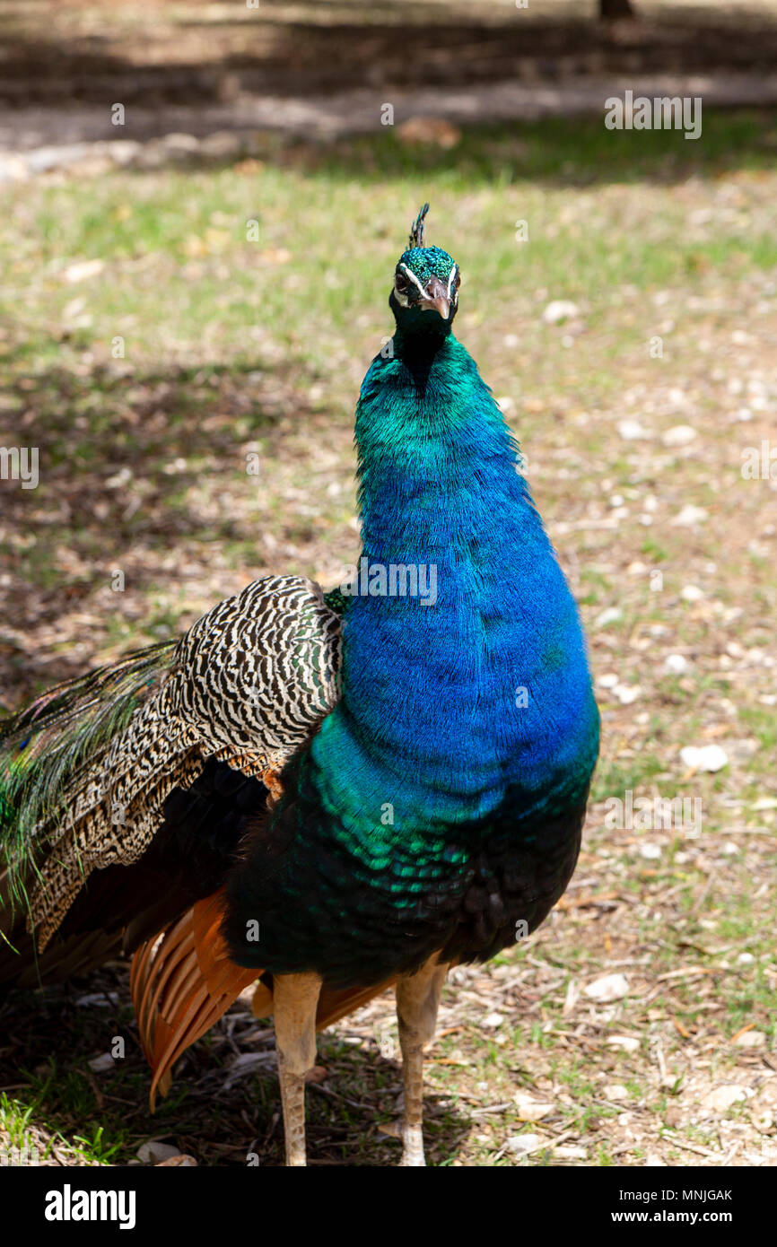 Peacock island hi-res stock photography and images - Alamy