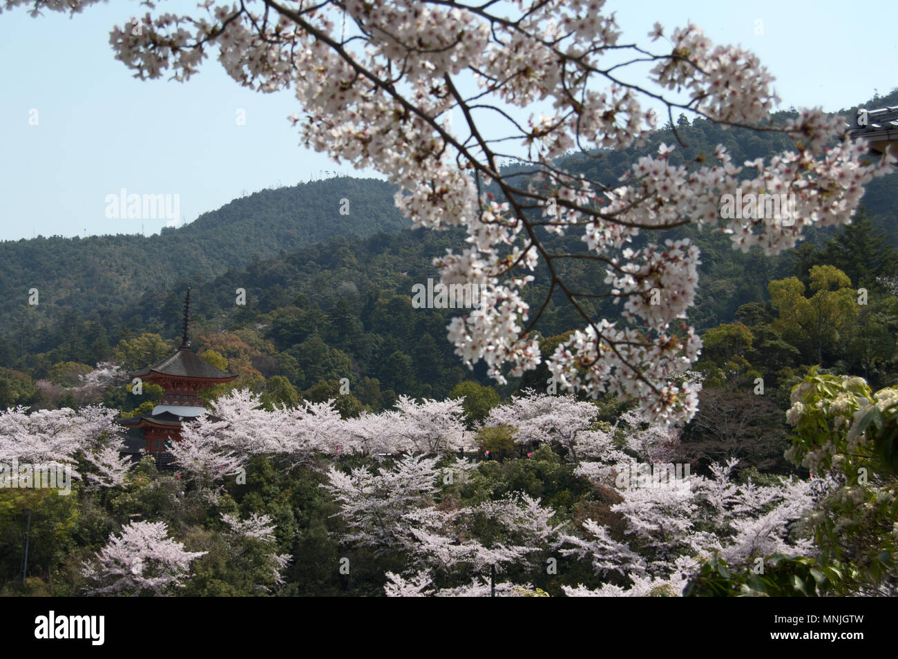 Tahoto Pagoda On Miyajima Island Japan Surrounded By Cherry Blossom