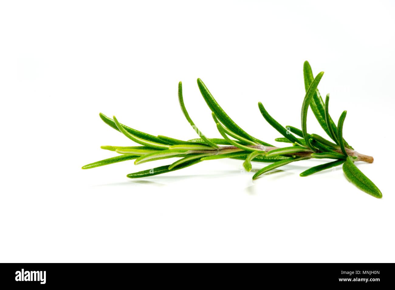 Sprig of rosemary against white background Stock Photo - Alamy