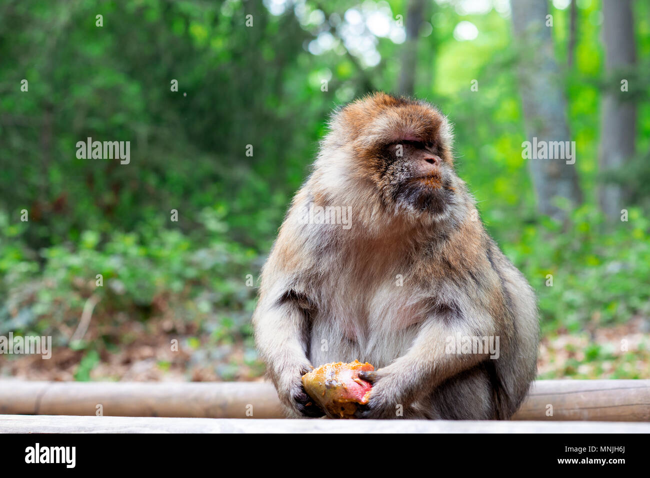 Clever Monkey High Resolution Stock Photography and Images - Alamy