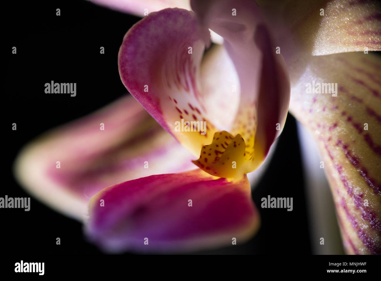 Backlit moth hi-res stock photography and images - Alamy