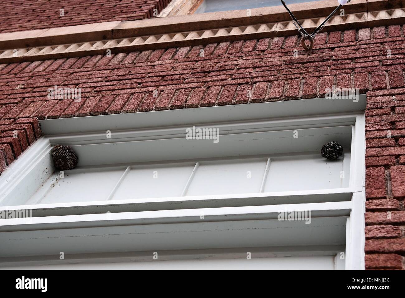 Wasp nests under window sill Stock Photo - Alamy
