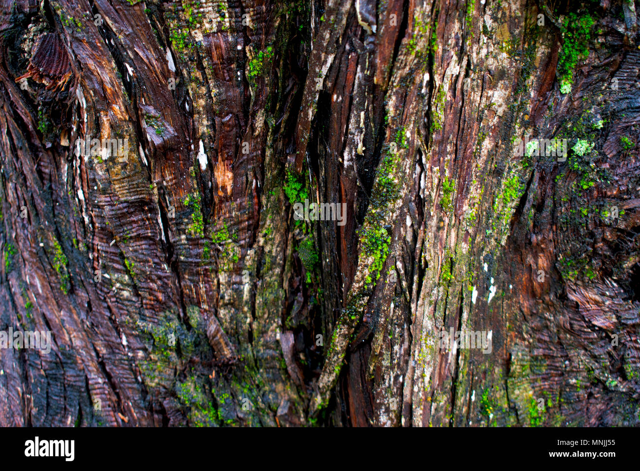 Cedar Tree Bark Stock Photo - Alamy