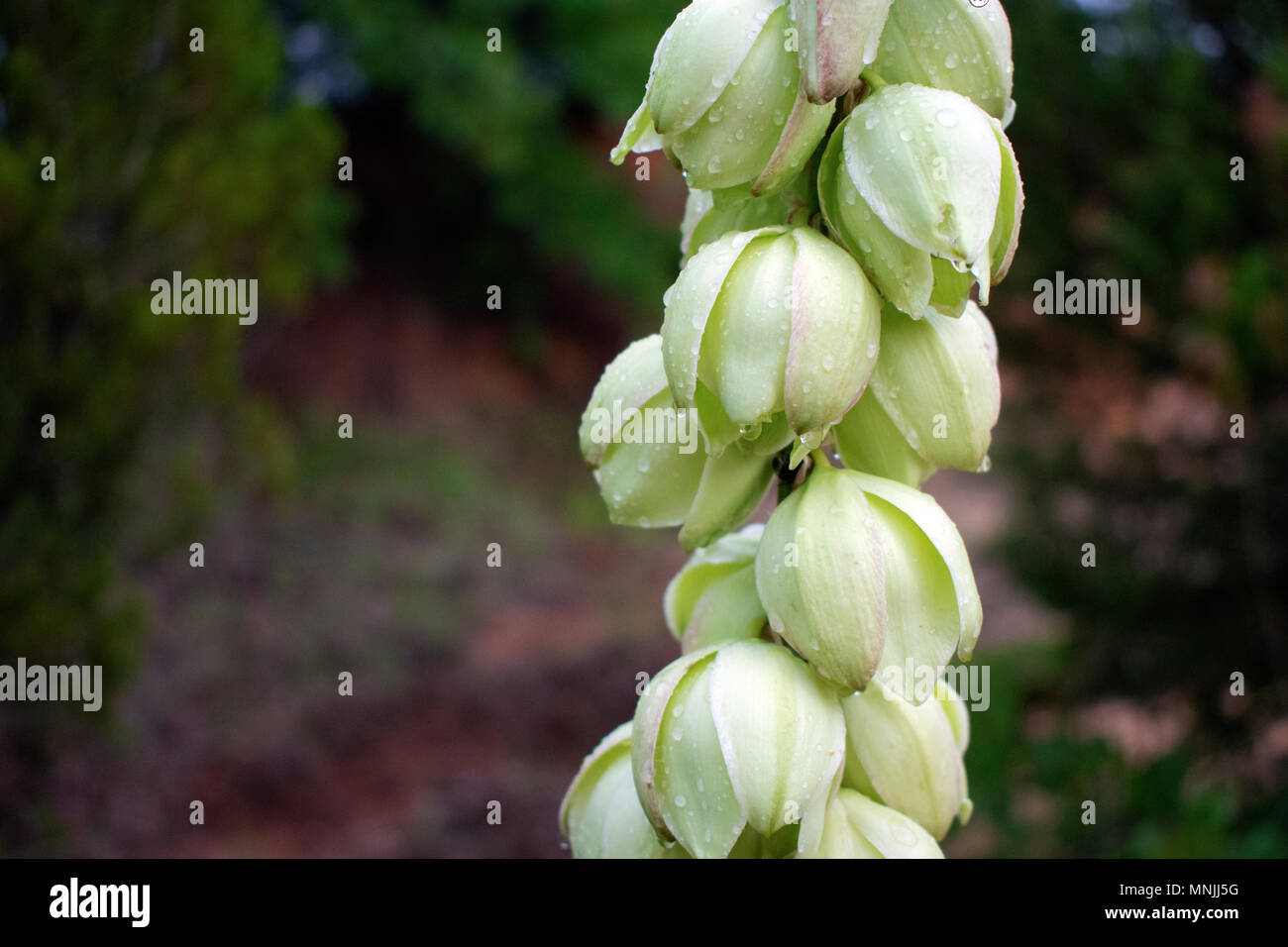 Yucca plant flower hi-res stock photography and images - Alamy