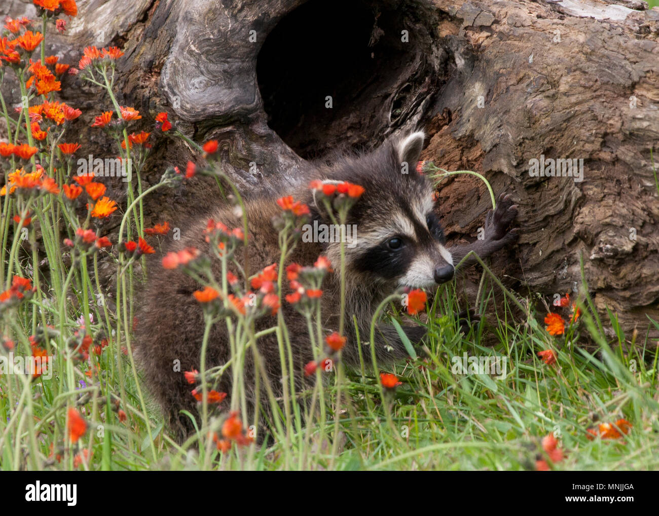 Raccoon animal wildlife flowers hi-res stock photography and images - Alamy
