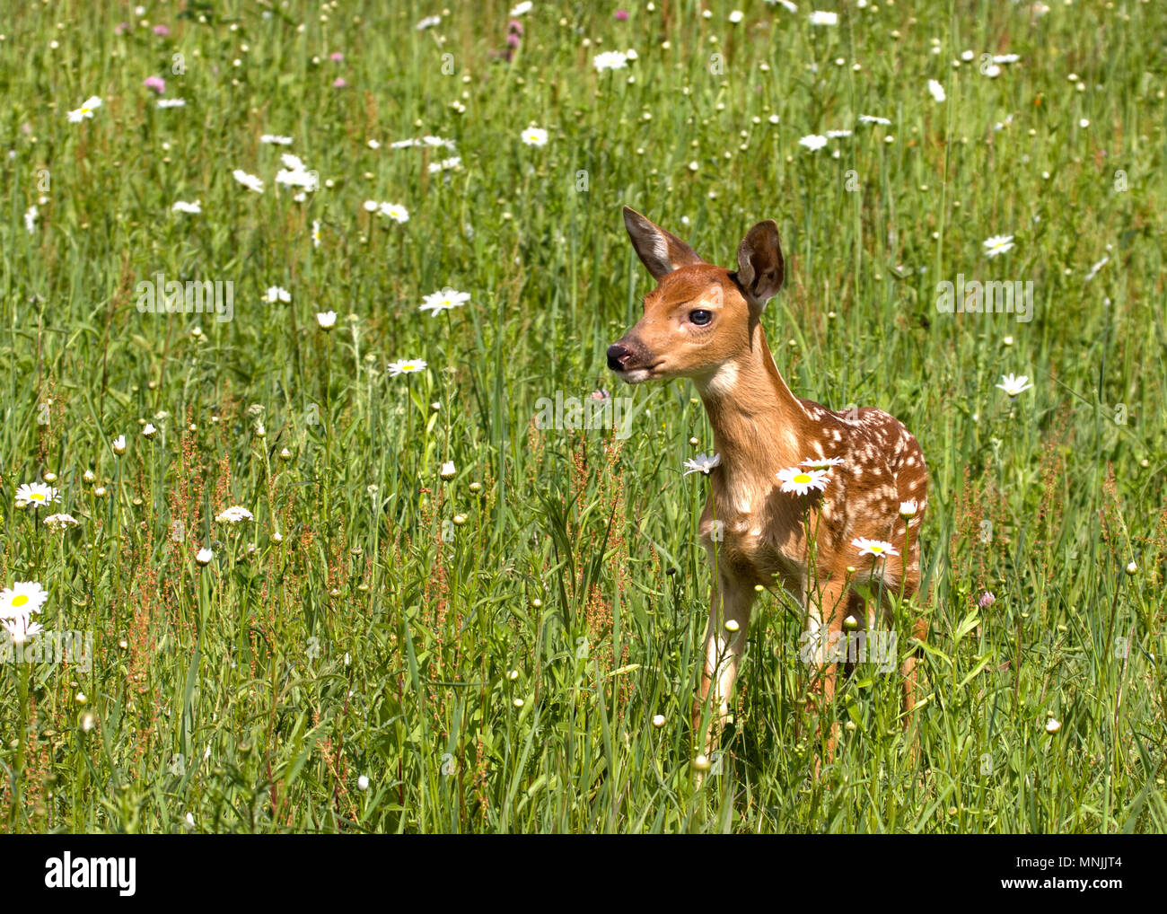 Fawn With Spots Stock Photos & Fawn With Spots Stock Images - Alamy