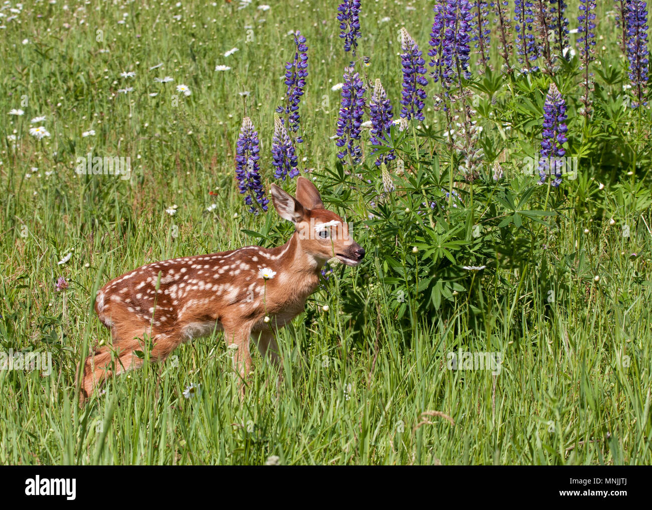 Fawn in Purple Lupine Flowers Stock Photo - Alamy