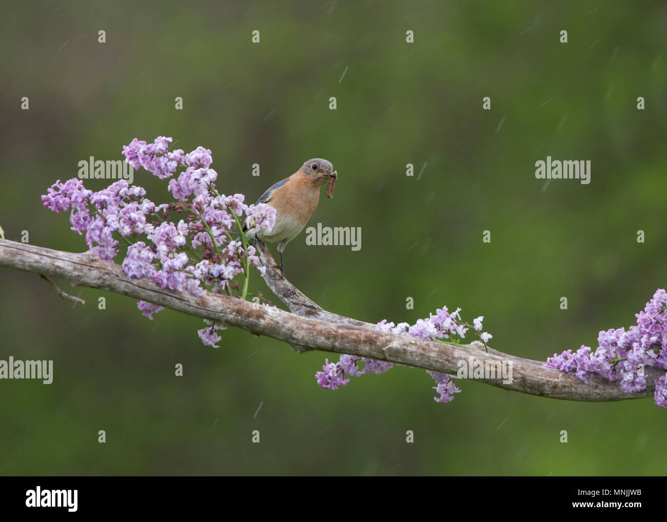Fawn in Purple Lupine Flowers Stock Photo - Alamy