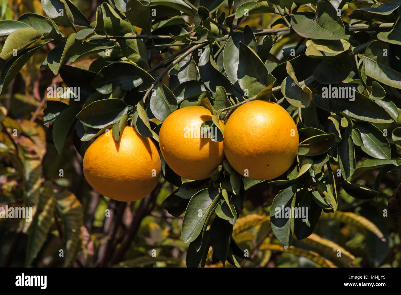 Grapefruit hanging on the tree Stock Photo - Alamy