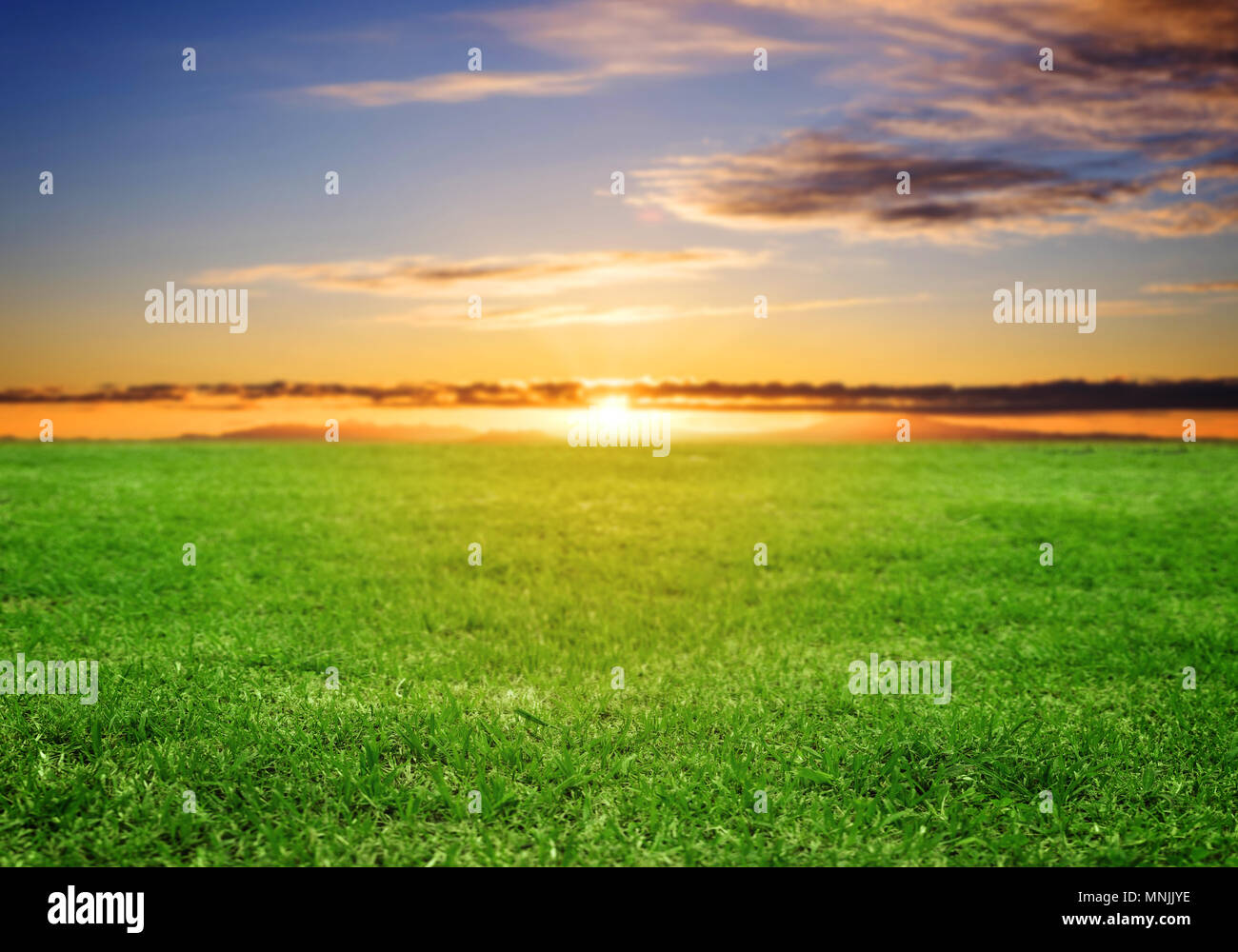 Green Grass Field Sunset