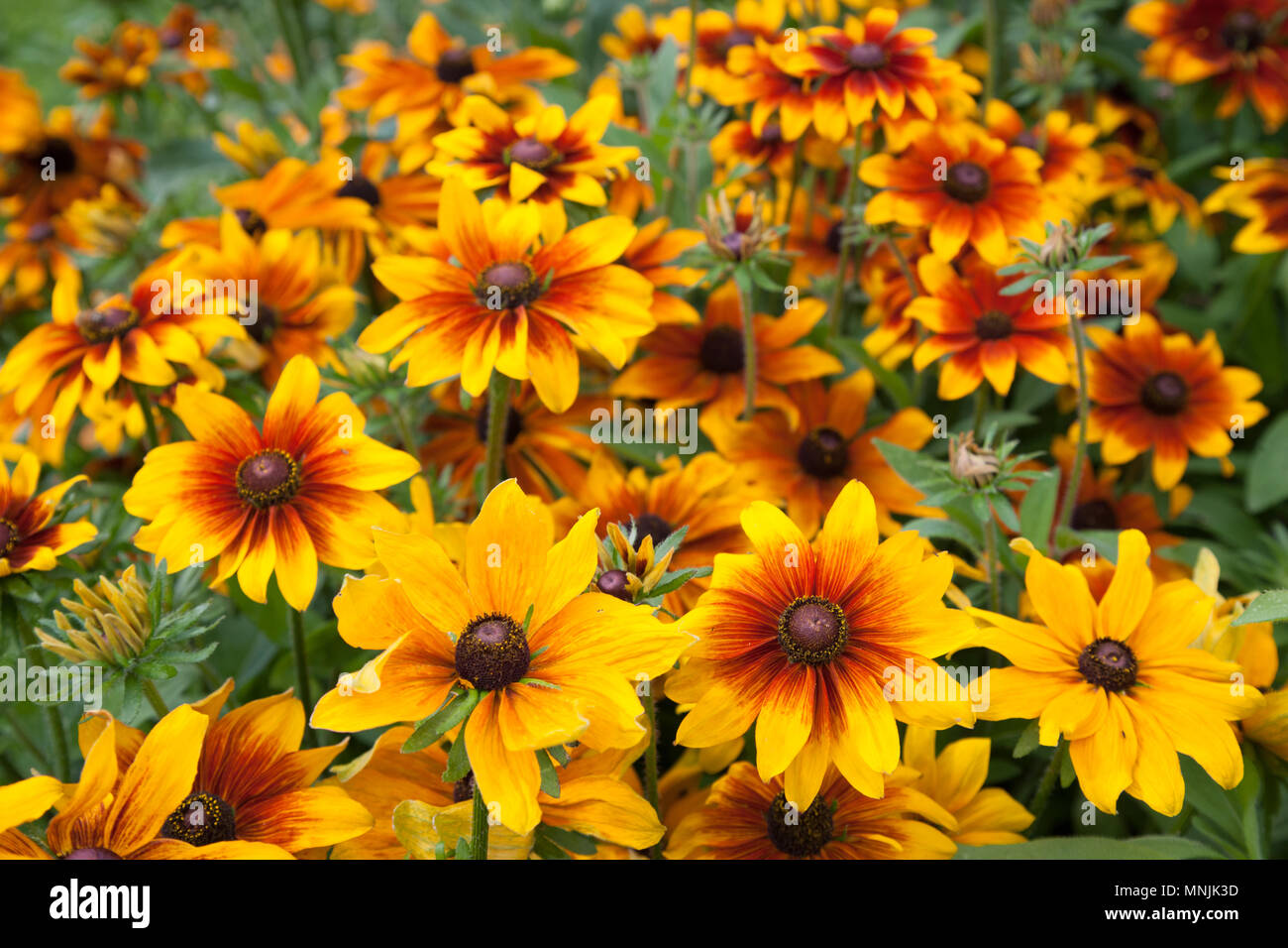 Rudbeckia hirta rustic dwarf hi-res stock photography and images - Alamy